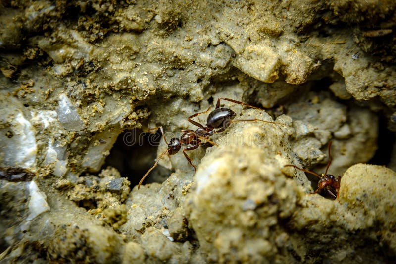 Cross Section Cement Anthill Stock Photo - Image of vermin, detail ...