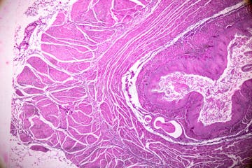 Cerebral Cortex Human Spinal Nerve Motor Neuron Under Microscope Stock ...