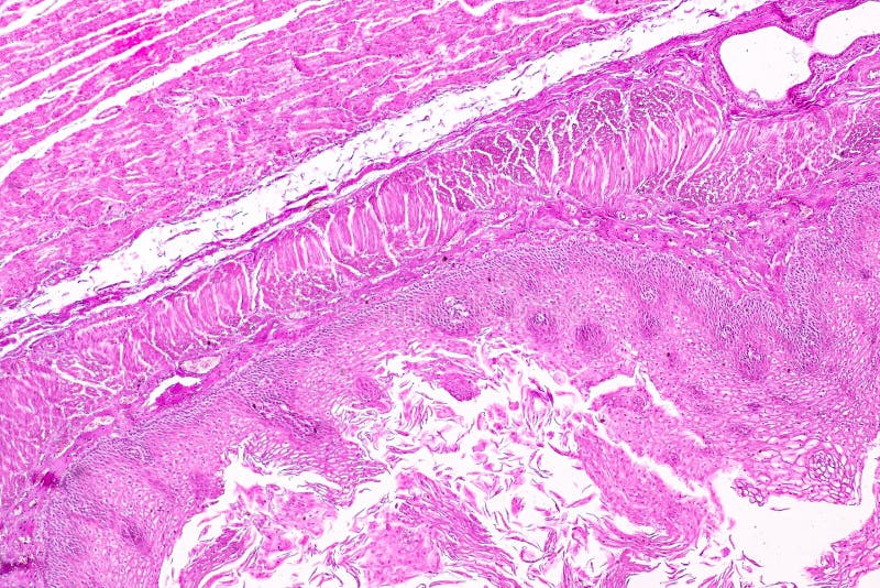 Cross Section of the Cerebellum and Nerve Human Under the Microscope ...