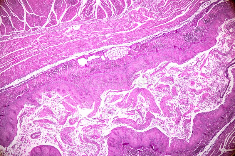 Cross Section of the Cerebellum and Nerve Human Under the Microscope ...