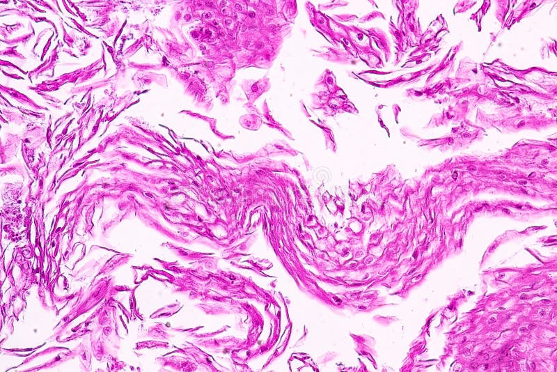 Cross Section of the Cerebellum and Nerve Human Under the Microscope ...