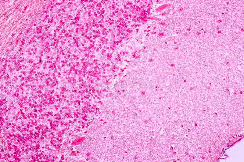 Cross Section of the Cerebellum and Nerve Human Under the Microscope ...