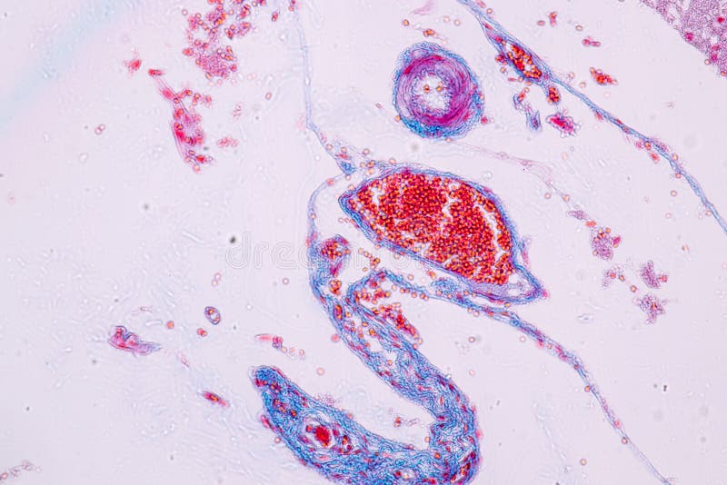Cross Section of the Cerebellum and Nerve Human Under the Microscope ...