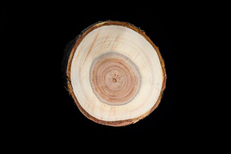 Cross Section of Cherry Tree Stock Photo - Image of lumber, macro ...