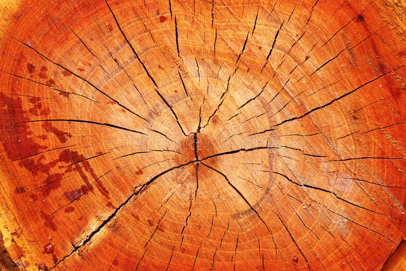 Cross Section on Cherry Tree Stump Stock Image - Image of pattern ...