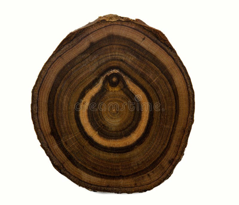 Cherry Log Cross Section Cherry Hardwood Flooring JJ Hardwood Floors