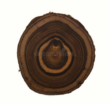 Cross section of wood stock image. Image of circle, cross - 168878839