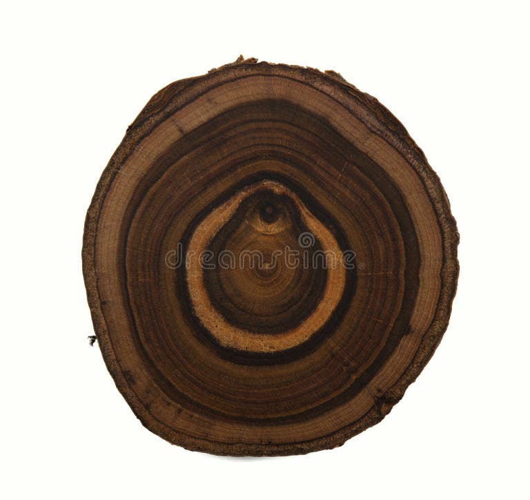 Cross section of wood stock image. Image of circle, cross - 168878839