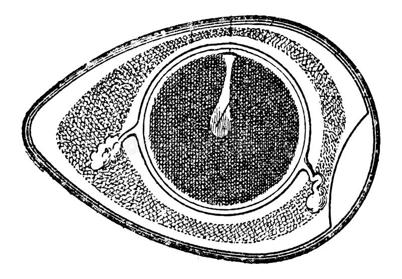 Cross-section of a Chicken Egg, Vintage Engraving Stock Vector ...