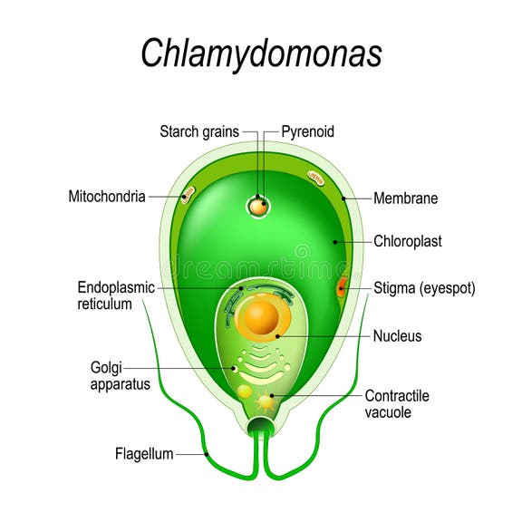 Cross Section of a Chlamydomonas. Structure of the Algae Cell Stock ...