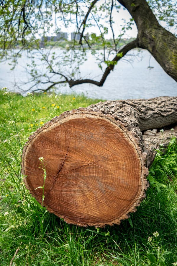 Cross-section of a Cut-down Tree, Lying in a Meadow of Green Grass ...
