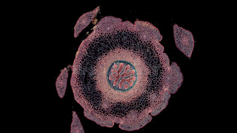 Cross Section Cut of a Plant Stem Under Microscope Stock Footage ...