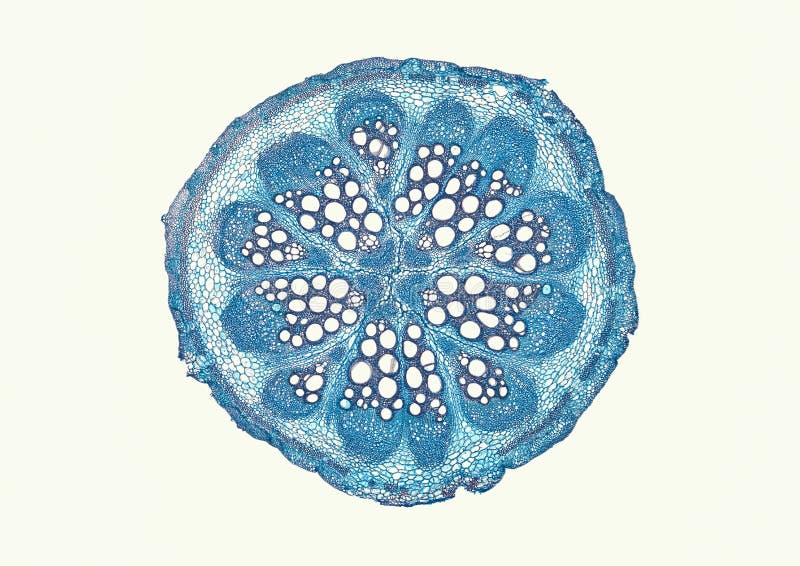 Angiosperm Cross Section Tissue