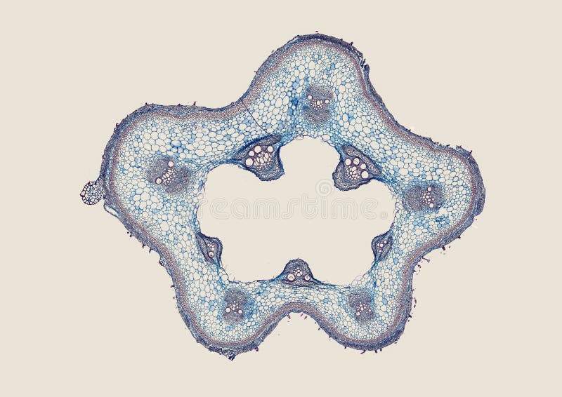 Cross Section Cut of a Plant Stem Under Microscope Stock Image - Image ...