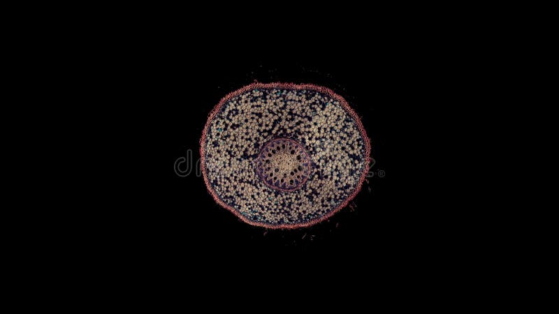 Cross Section Cut of a Plant Stem Under Microscope Stock Footage ...