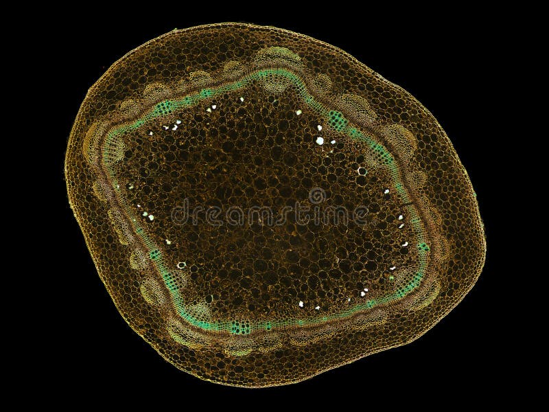 Cross Section Cut Slice of Plant Stem Under the Microscope â ...