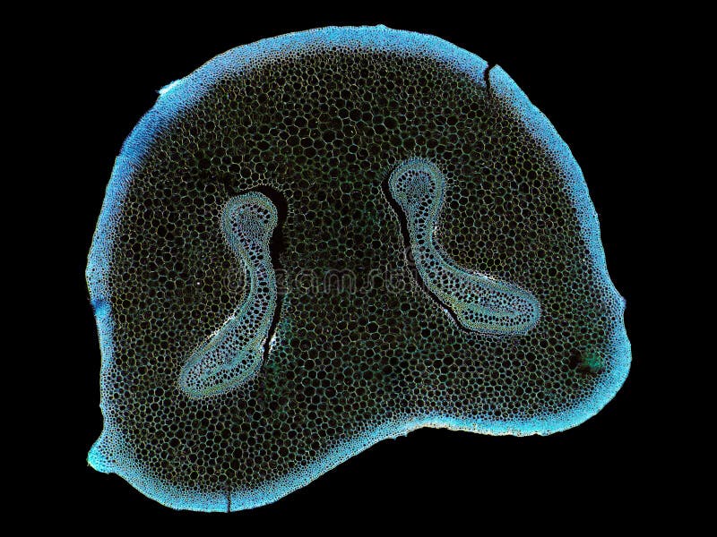 Cross Section Cut Slice of Plant Stem Under the Microscope â ...