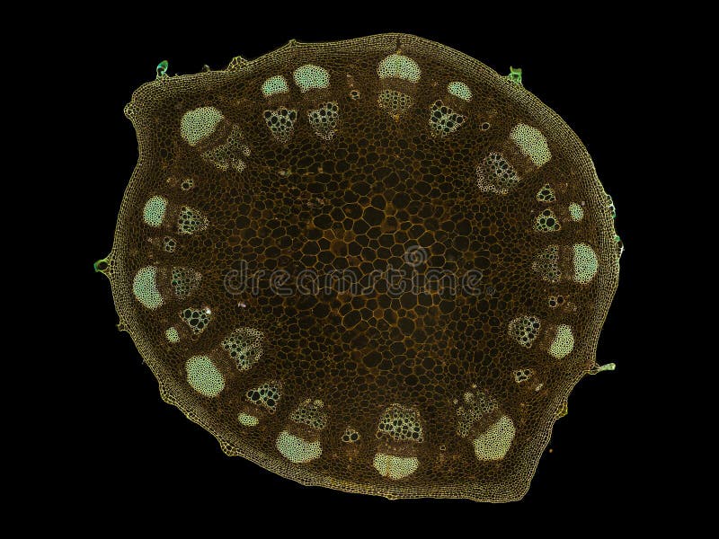 Cross Section Cut Slice of Plant Stem Under the Microscope â ...