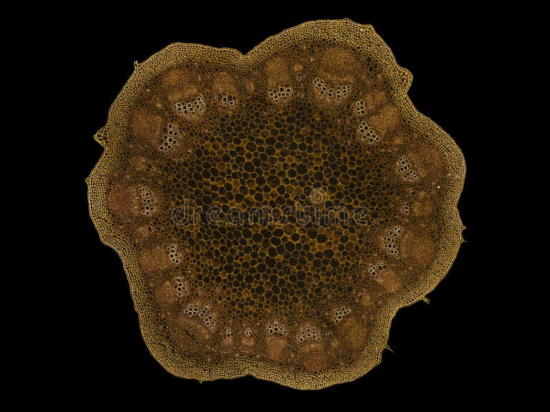 Cross Section Cut Slice of Plant Stem Under the Microscope â ...