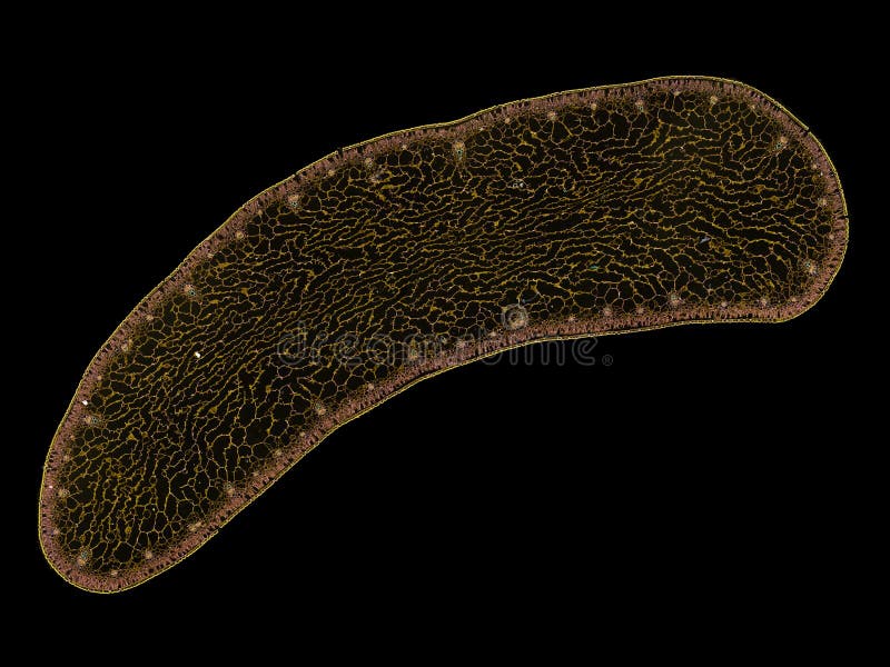 Spirostomum Under Microscope