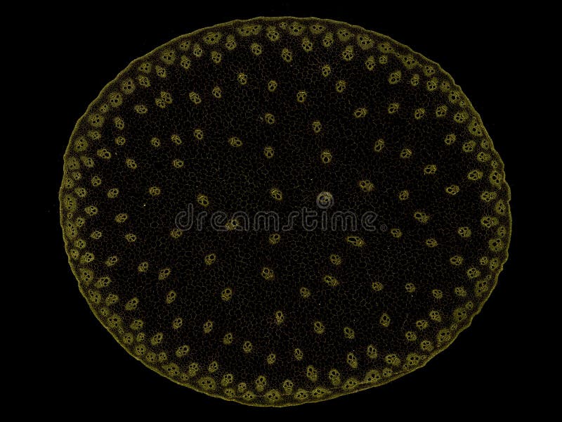 Cross Section Cut Slice of Plant Stem Under the Microscope â ...