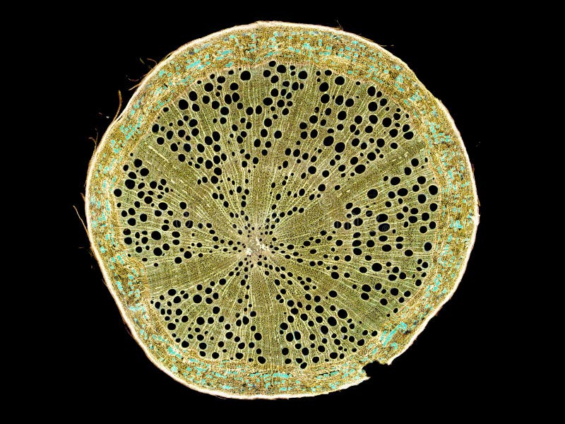 Cross Section Cut Slice of Plant Stem Under the Microscope â ...