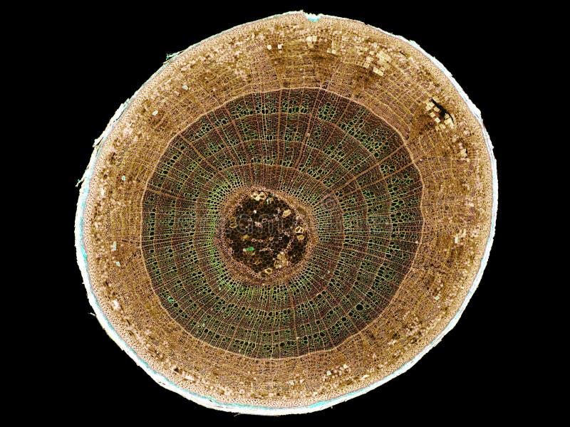 Cross Section Cut Slice of Plant Stem Under the Microscope â ...