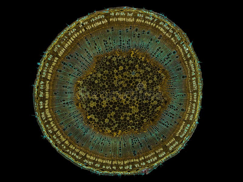 Cross Section Cut Slice of Plant Stem Under the Microscope â ...