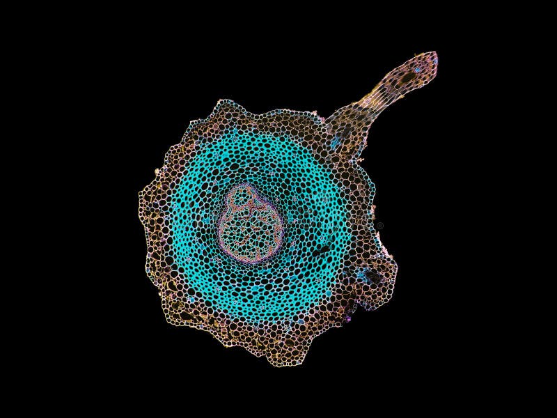 Cross Section Cut of a Plant Stem Under Microscope Stock Photo - Image ...