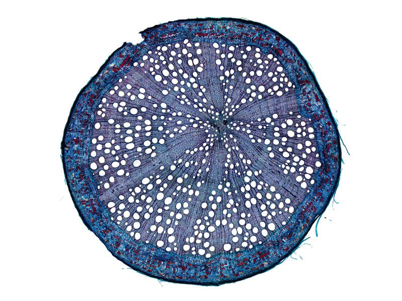 Cross Section Cut Slice of Plant Stem Under the Microscope â ...