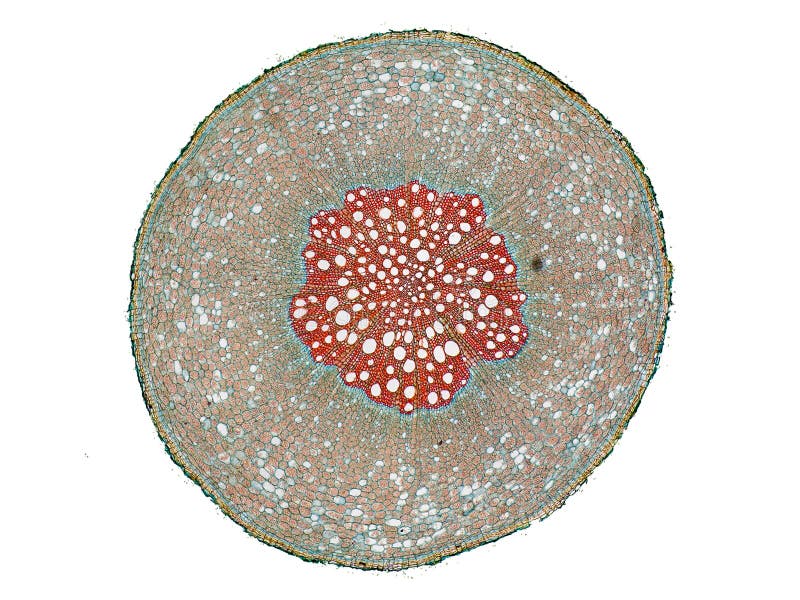 Cross Section Cut Slice of Plant Stem Under the Microscope â ...