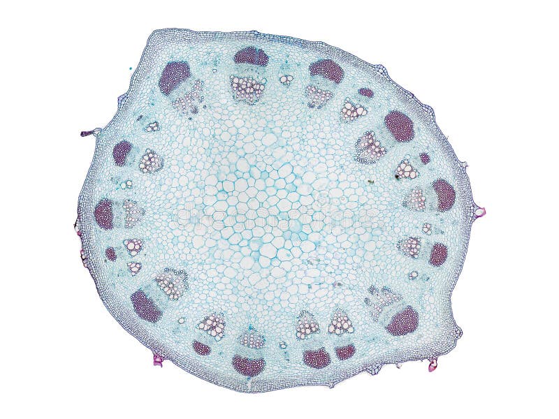 Cross Section Cut of a Plant Stem Under Microscope Stock Photo - Image ...