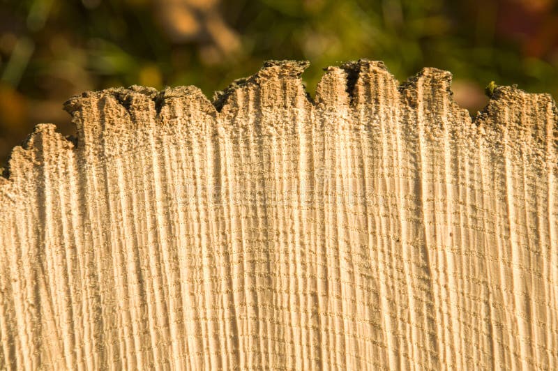 Cross-section of a Cut Tree Trunk Stock Image - Image of bfs21123950 ...