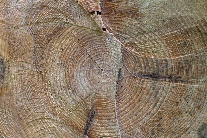 Cross Section of a Cut Tree Trunk with Natural Wood Texture Stock Photo ...