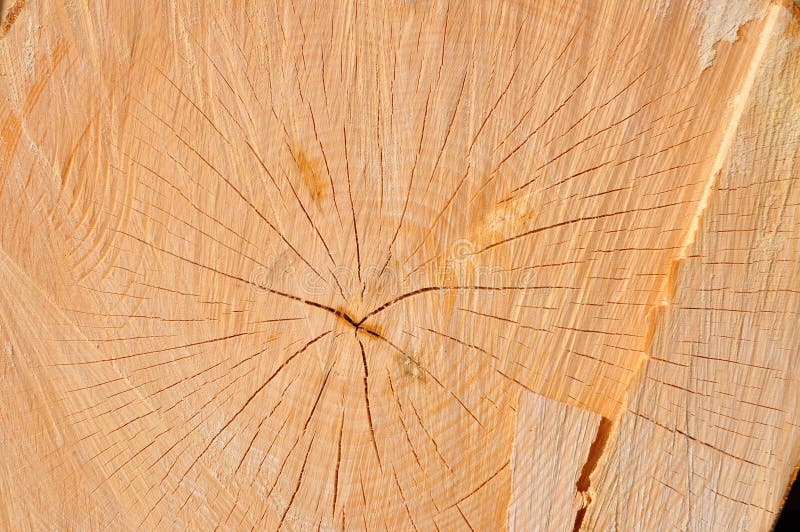 Cross-section Cut Of A Trunk Of A Beech Stock Photo - Image of heating ...