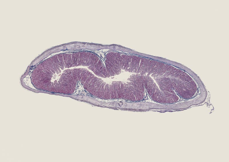 Cross Section Cut Under the Microscope â€“ Microscopic View of Animal ...