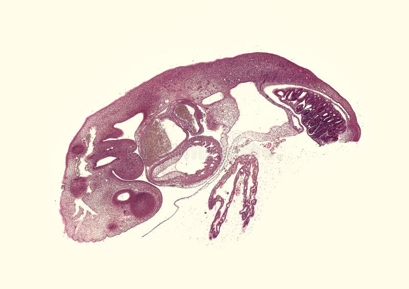 Cross Section Cut Under the Microscope – Microscopic View of Animal ...