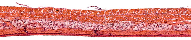 Cross Section Cut Under the Microscope â€“ Microscopic View of Animal ...