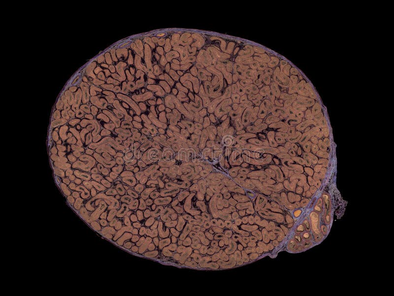 Top View Animal Food with Paw Print Animal Day Stock Image - Image of ...