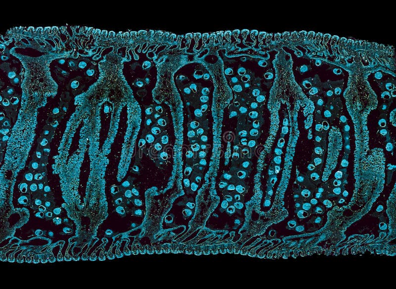 Top View Animal Food with Paw Print Animal Day Stock Image - Image of ...