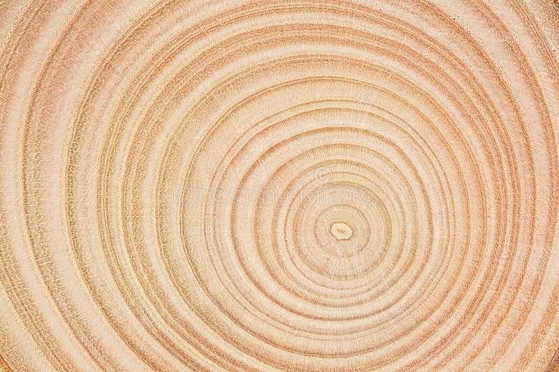 Cross Section of a Cut Wood Tree Trunk Slice with Wavy Pattern Cracks ...