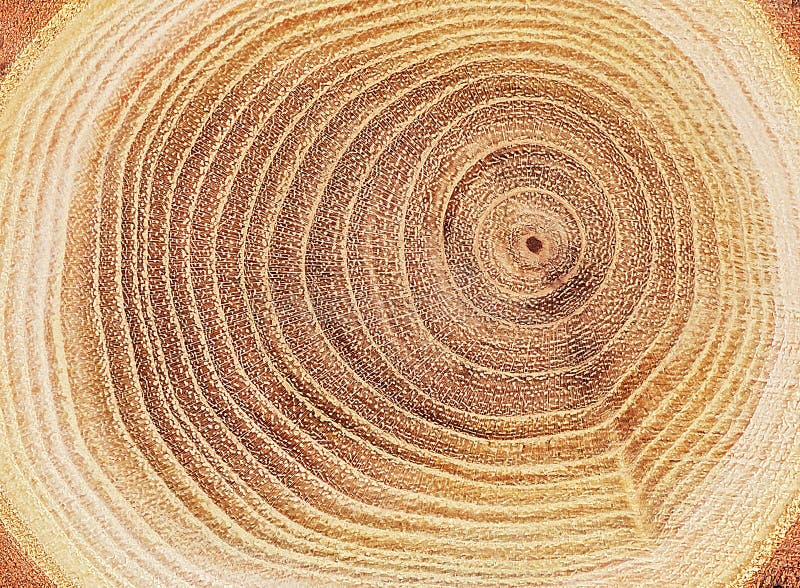 Cross Section of a Cut Wood Tree Trunk Slice with Wavy Pattern Cracks ...