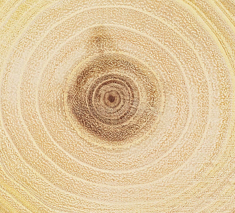 1,980 Oak Tree Trunk Cross Section Detail Stock Photos - Free & Royalty ...