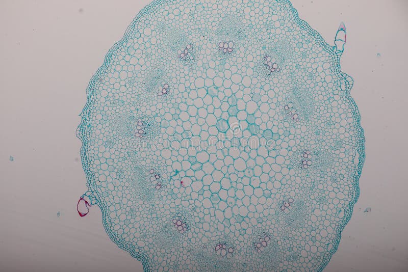 Monocot Stem Under Microscope