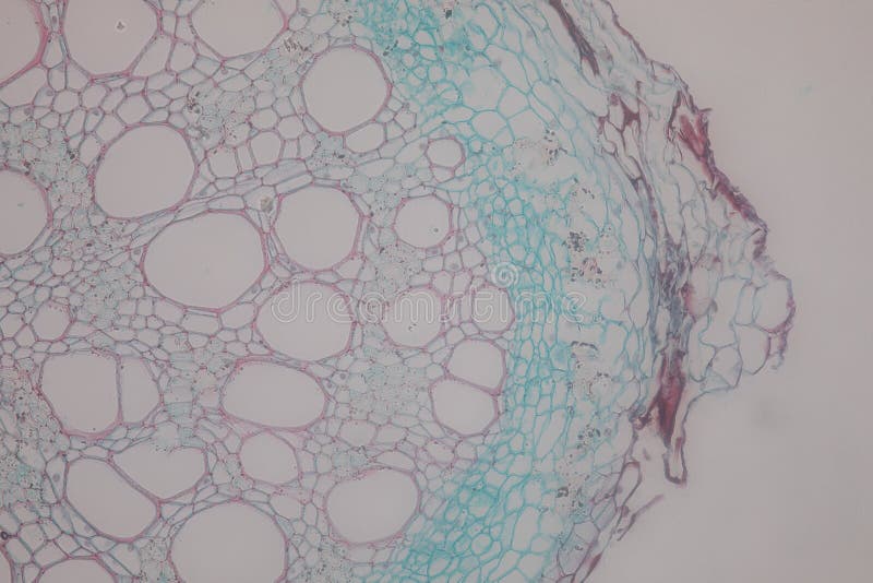 Plant Stem Under the Microscope for Classroom Education. Stock Photo ...