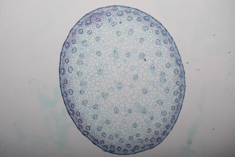 Cross-section Dicot, Monocot and Root of Plant Stem Under the ...