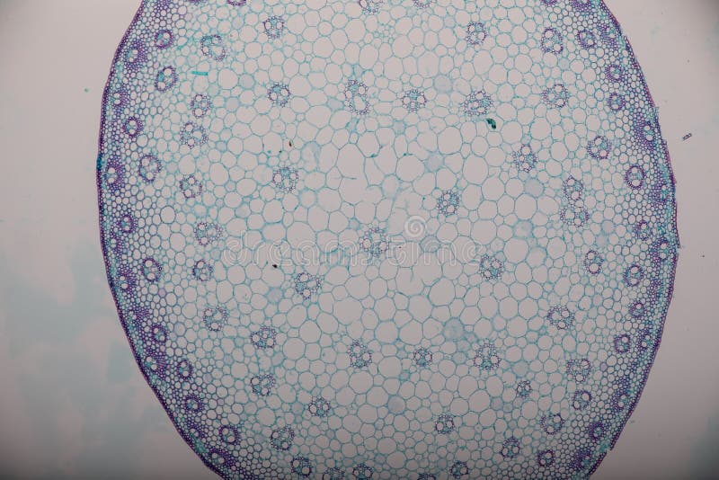 Monocot Stem Under Microscope