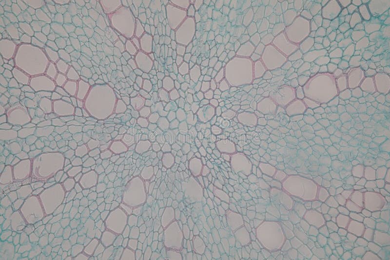 Dicot Root Under Microscope