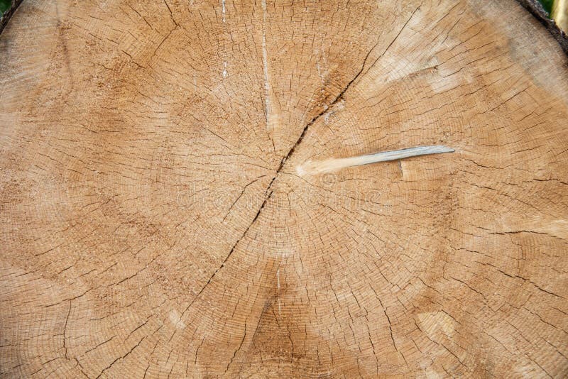 Cross-section of a Douglas Fir Trunk Stock Image - Image of structure ...