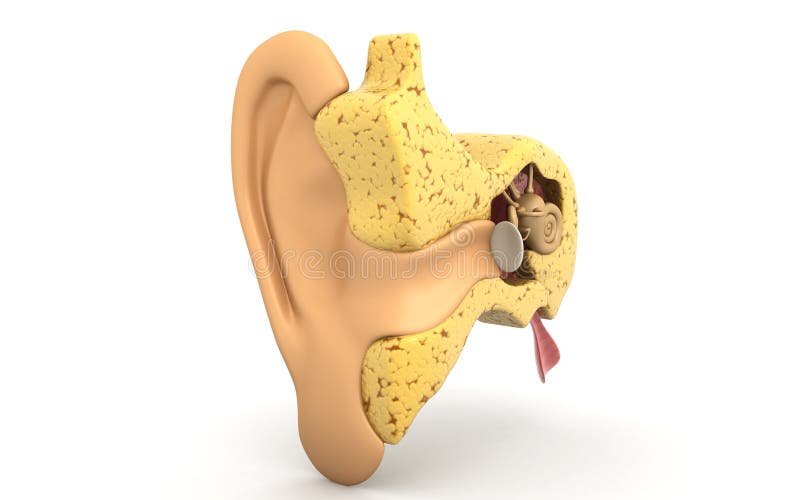 Ear anatomy stock illustration. Illustration of scientific - 8559977